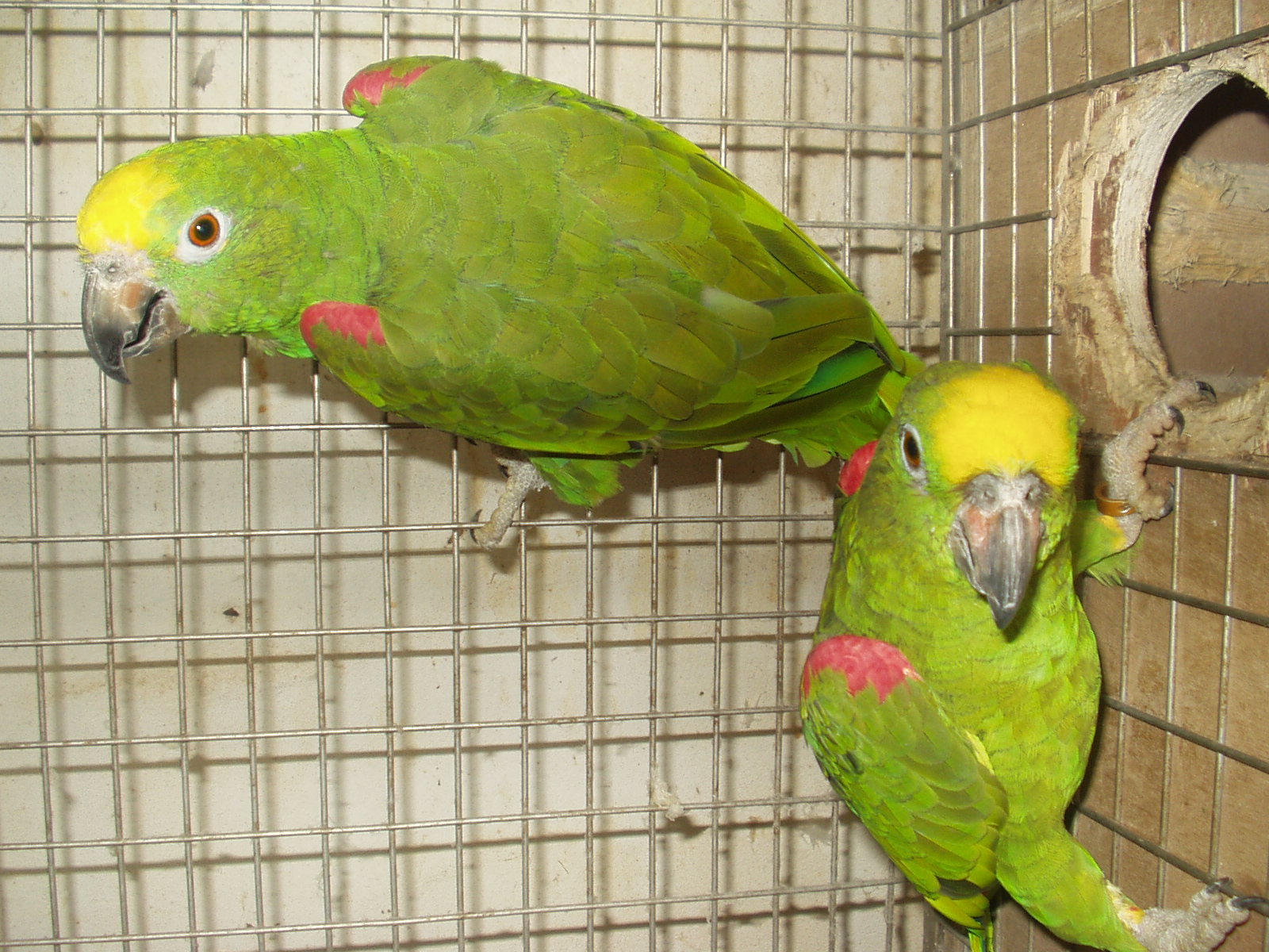 BREEDS NEEDS AMAZONS